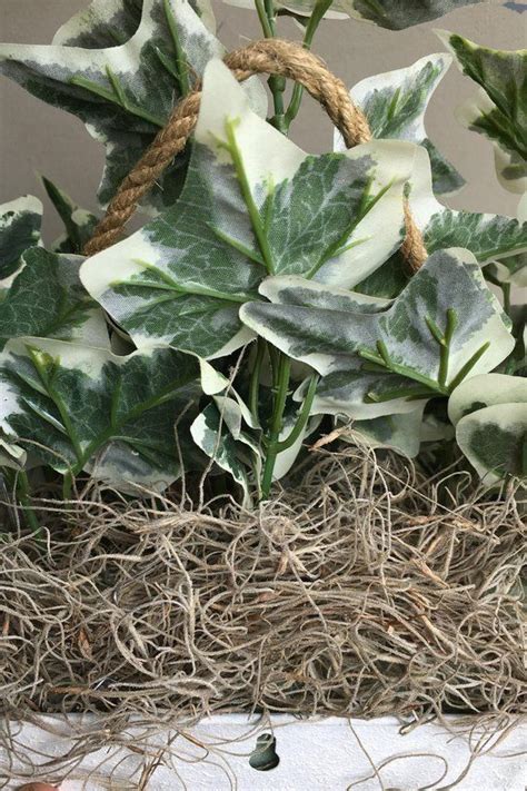 Using Ivy In Flower Arrangements At Miranda Christie Blog