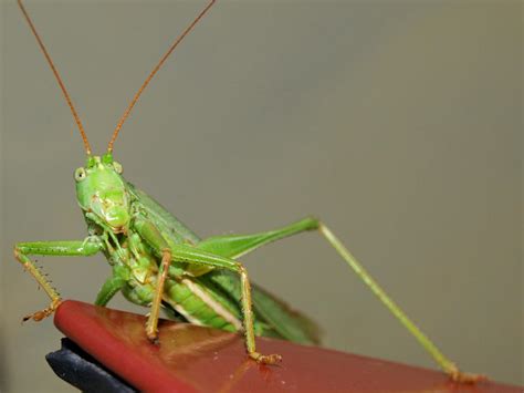 grasshopper1 by photoobject lens on deviantart