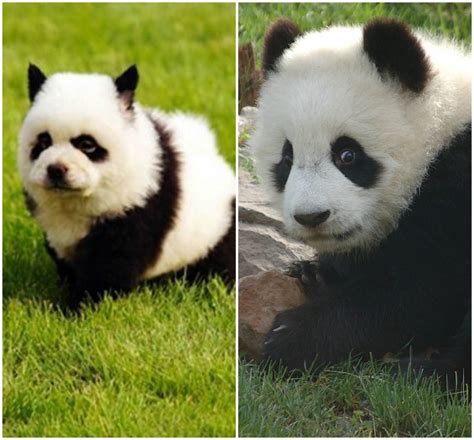 5 Pictures Of The Cutest Chinese Panda Dogs Ohl