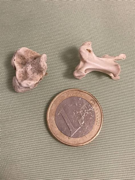 Found These Tiny Bones On The Beach Euro For Scale R Whatisthisbone