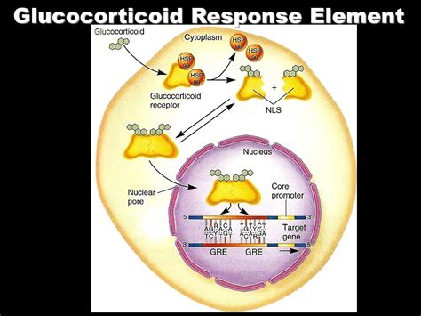 Regulation Of Gene Expression Ppt Download