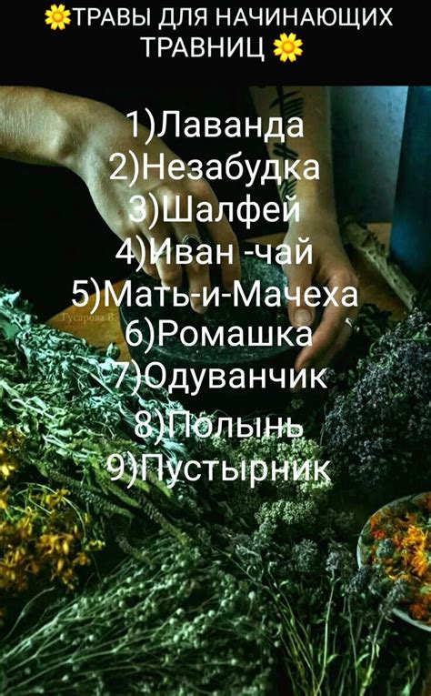 Травы для Начинающих Травниц 🌼 | Трава, Зеленая ведьма, Страницы старых ...