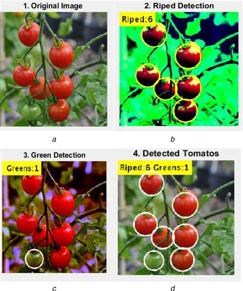 Input For Detection And Quantification Of Ripened Colour And Green Download Scientific Diagram