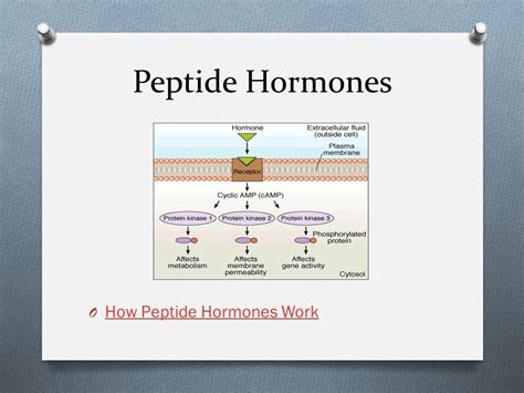 Endocrine System Overview Ppt Download
