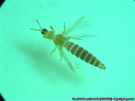 Frankliniella Occidentalis Franoc Photos Eppo Global Database