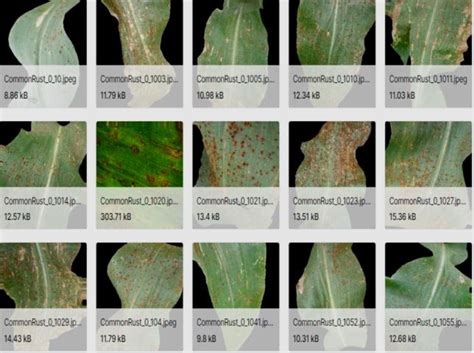 Figure 3 From Detection Of Corn Leaf Infection Using Cnn With Various
