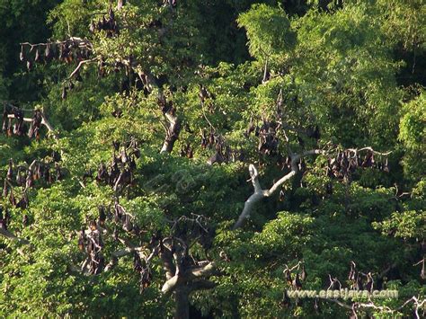 Wana Wisata Air Terjun Coban Baung Pasuruan Jawa Timur