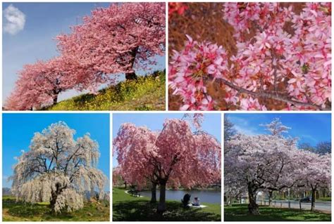 20 Flowering Trees To Grow In Indiana Incl Purple Blooms