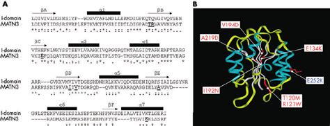 Sequence Alignment And Homology Model Of The A Domain Of Matrilin 3