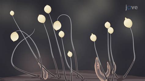 Video Diversity Of Protists Iv