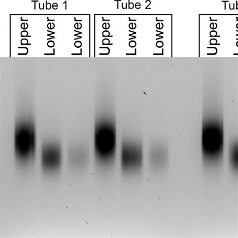 Pdf Hi‐c 30 Improved Protocol For Genome‐wide Chromosome