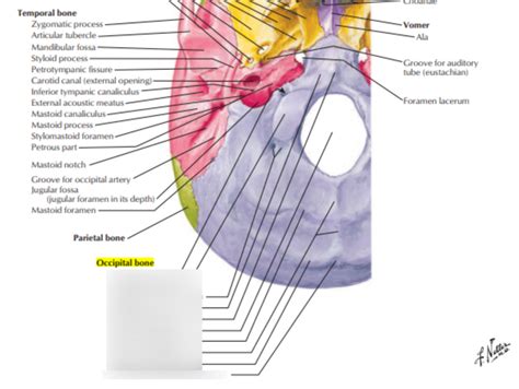 Occipital Bone Flashcard Quizlet