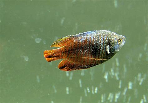 Identify And Treat Freshwater Ich White Spot Disease Save Your Fish Fishlab