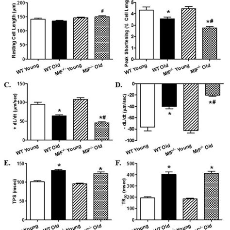 Cardiomyocyte Contractile Properties In Young Or Old Wt And Mif−−