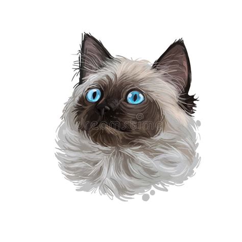 Ragdoll Breed Stock Illustrations 654 Ragdoll Breed Stock