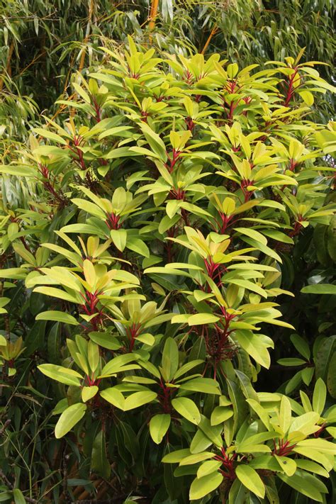 Daphniphyllum Macropodum Var Humile X Macropodum Pan Global Plants