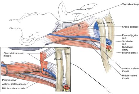 Interscalene Block Anesthesia Key