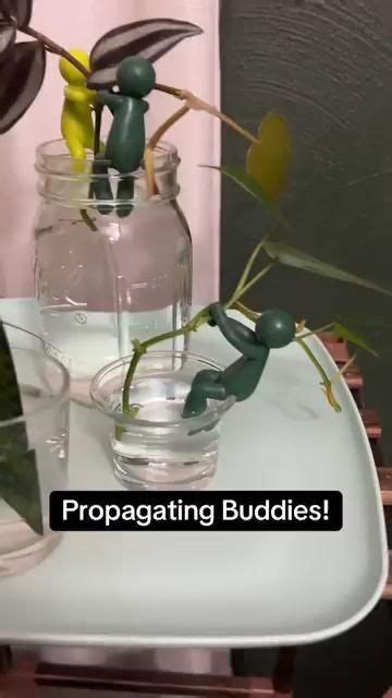 Plant Propagation Buddy Video Video Plant Care Houseplant House