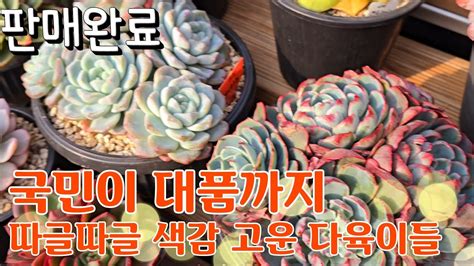 1월18일 분채배송🟡정성가득 매력가득 국민이 다육이 한상차림 약 60여종 01048583904 다육이 다육식물 특가다육koreansucculent Plants