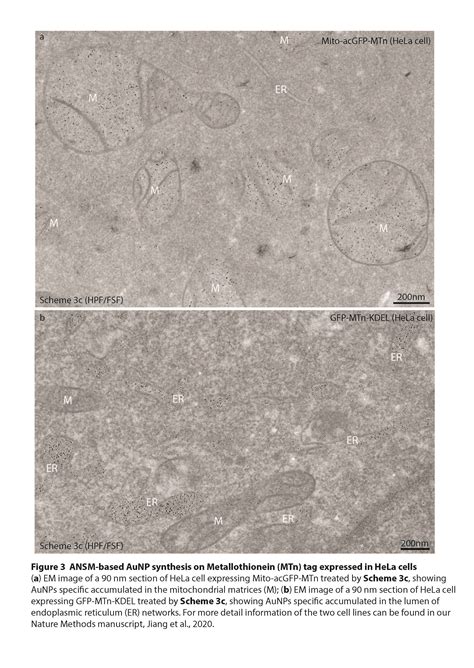 Direct Synthesis Of Gold Nanoparticles On Cysteine Rich Tags In Mammalian Cells