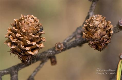 Japanische Lärche - Larix kaempferi | Österreichische