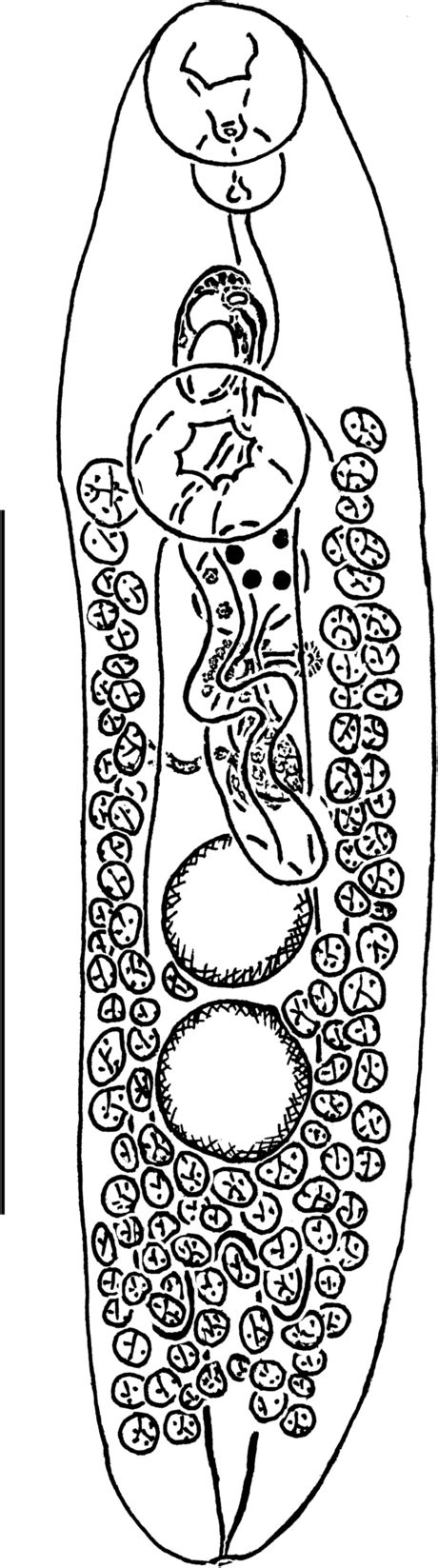 Paragenophore Of Allocreadium Sp From The Intestine Of Oreoleuciscus