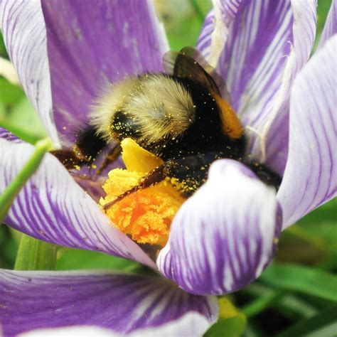 Tired Bumblebees Who Fell Asleep Inside Flowers Twblowmymind