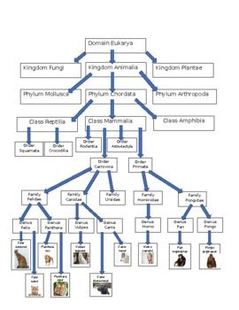 Understanding Taxonomy By Joel Hippert TPT