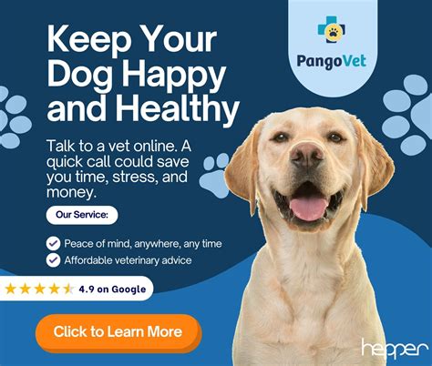 How Big Does A Cockapoo Get Average Weight And Growth Chart Vet