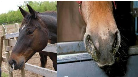 Solution Equine Influenza Viral Disease Studypool