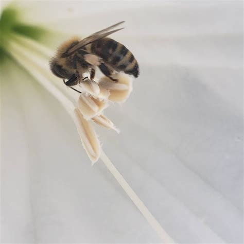 Albino Honey Bee