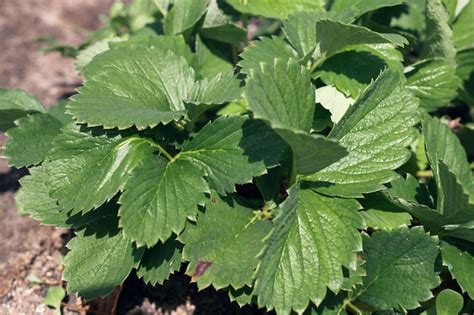 Premium Photo Raspberry Leaves