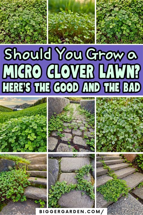 🍀micro Clover Lawns Pros And Cons For Your Yard In 2025 Clover Lawn