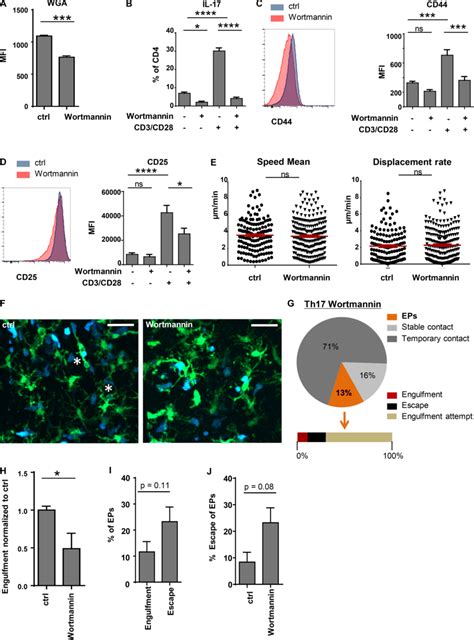 Modulation Of T Cell Activity Alters T Cell Engulfment Ad