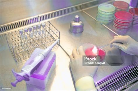 과학자의 손이 연구에 노력 하 고 있습니다 한 천 시트에 세균 감염에 대 한 실험실 테스트 그람 음성 박테리아의 성장 그람 음성 박테리아 그람 양성 균 알파 Stem 주제에