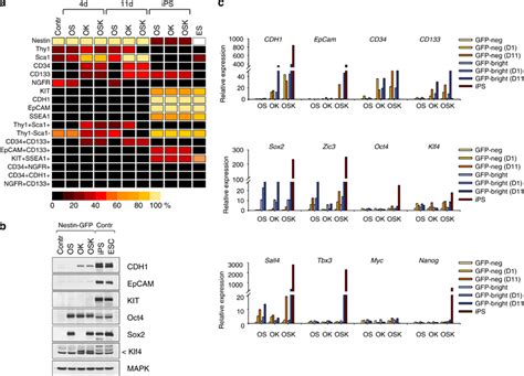 Multilineage Pattern Of Gene Expression Parallels Induction Of