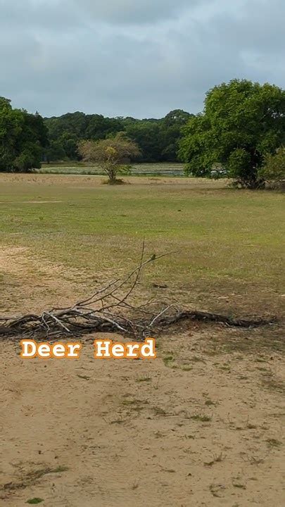 විල්ලුවේ මුව රංචුවක් 🇱🇰🇱🇰 Youtubeshorts Memories Nature Visitsrilanka Wildlife Youtube