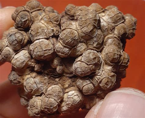 Clump Of Nodules Fossil Id The Fossil Forum