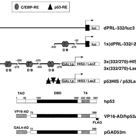 Schematic Maps Of Reporter Gene Constructs And Expression Vectors A