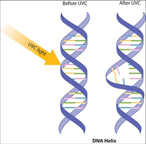 How Does UVC Disinfection Work Appalachian Spring Dermatology