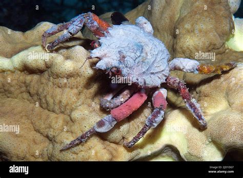 Crab Sponge Decorator Crab Hyastenus Camouflages Itself With Sea