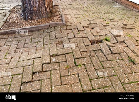 Tree Roots Damage Pavement Hi Res Stock Photography And Images Alamy