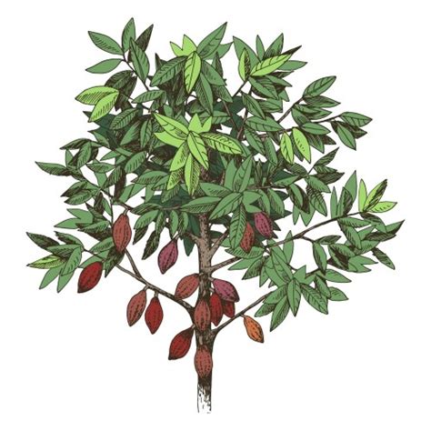 Cocoa Tree Royalty Free Vector Image VectorStock