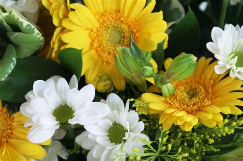 Images Gratuites Blanc Fleur Pétale Vert Jaune Flore Gerbera