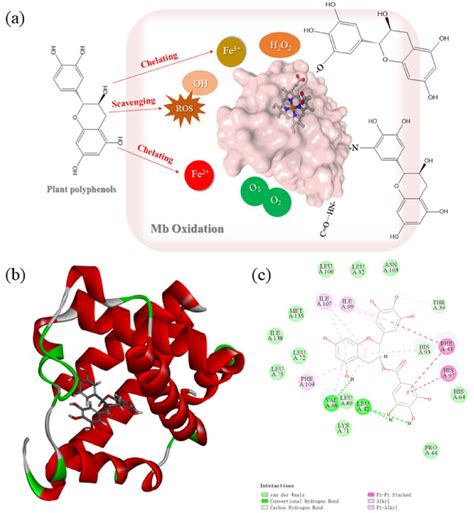 Possible Interaction Process A Between Polyphenols And Myoglobin