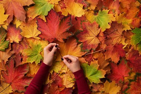여자 손에 단풍 잎 추상가 배경입니다 광고를 위한 공간을 복사 합니다 화창한 날 따뜻한 날씨 평면도 배너 10월에 대한 스톡 사진 및 기타 이미지 Istock