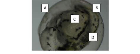 At 72 Hpf Of Exposure To 1200 Mm Of Caffeine Solution Inverted