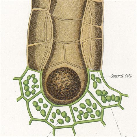 1883 Fern Classification Chart Taxonomy Of Cryptogamic Plants In An