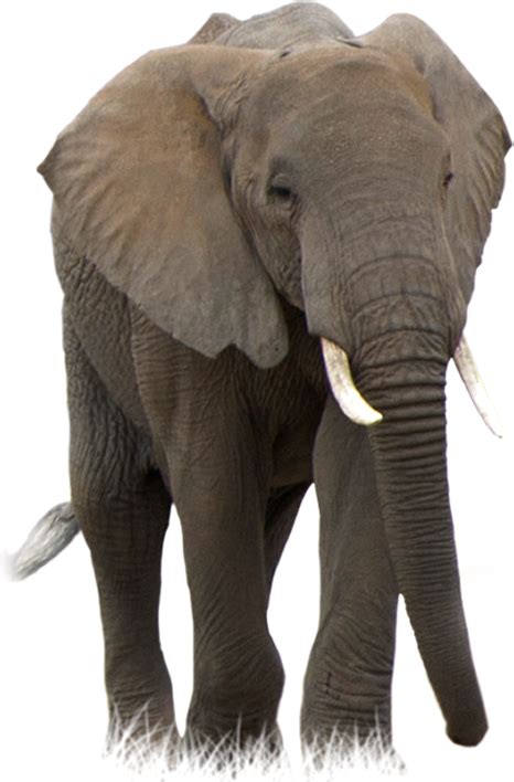 African Elephant Png