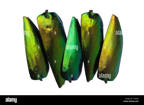 Jewel Beetle Wings Elytra Also Known As Metallic Wood Boring Beetles